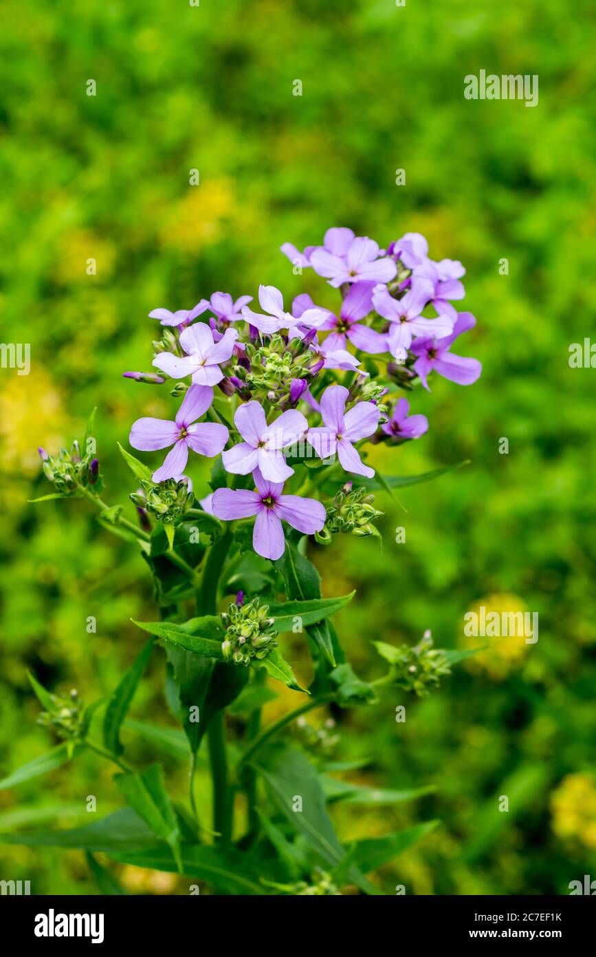 Wild phlox flowers on a roadside in Kentucky Stock Photo - Alamy