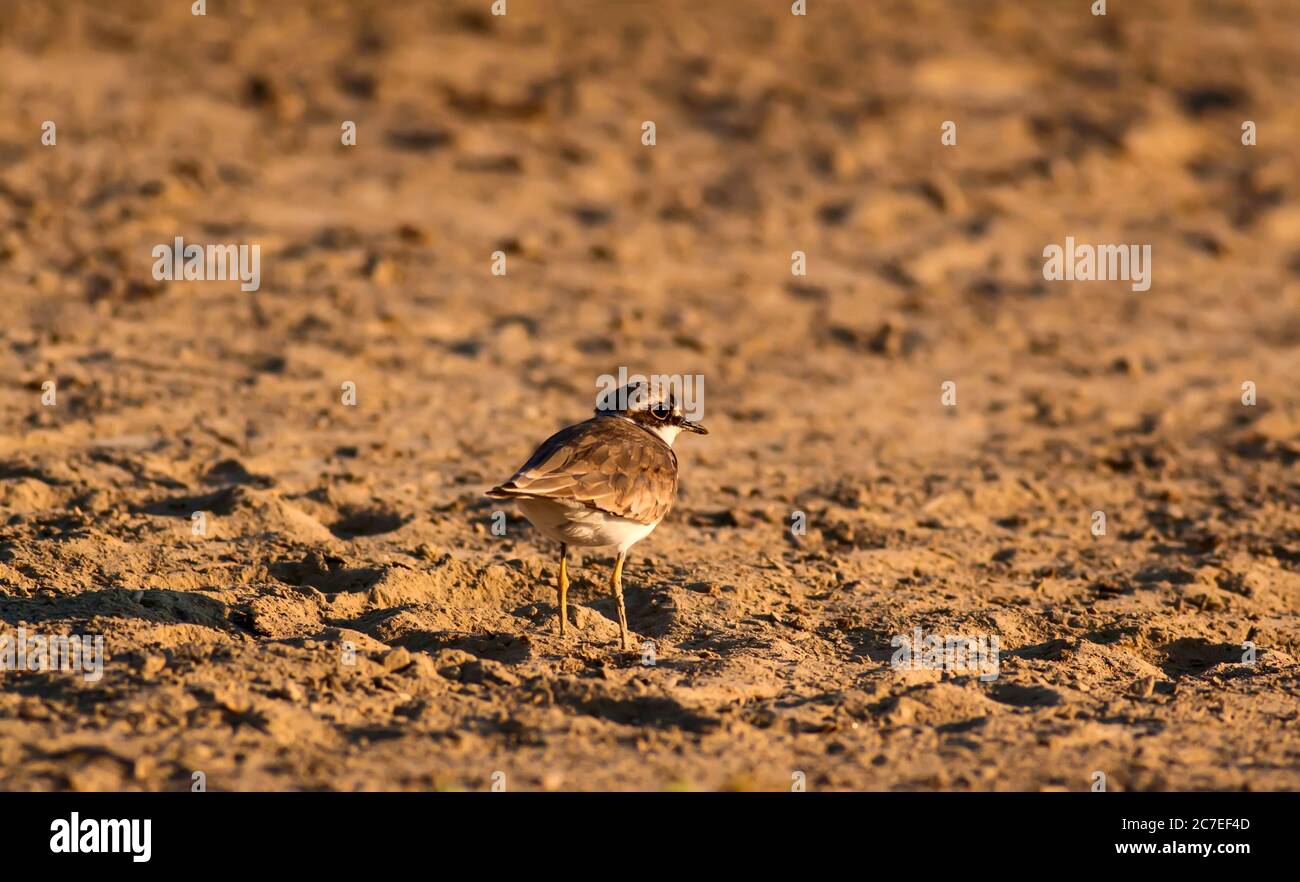Drought nature and bird. Sad nature scene backgorund Stock Photo - Alamy