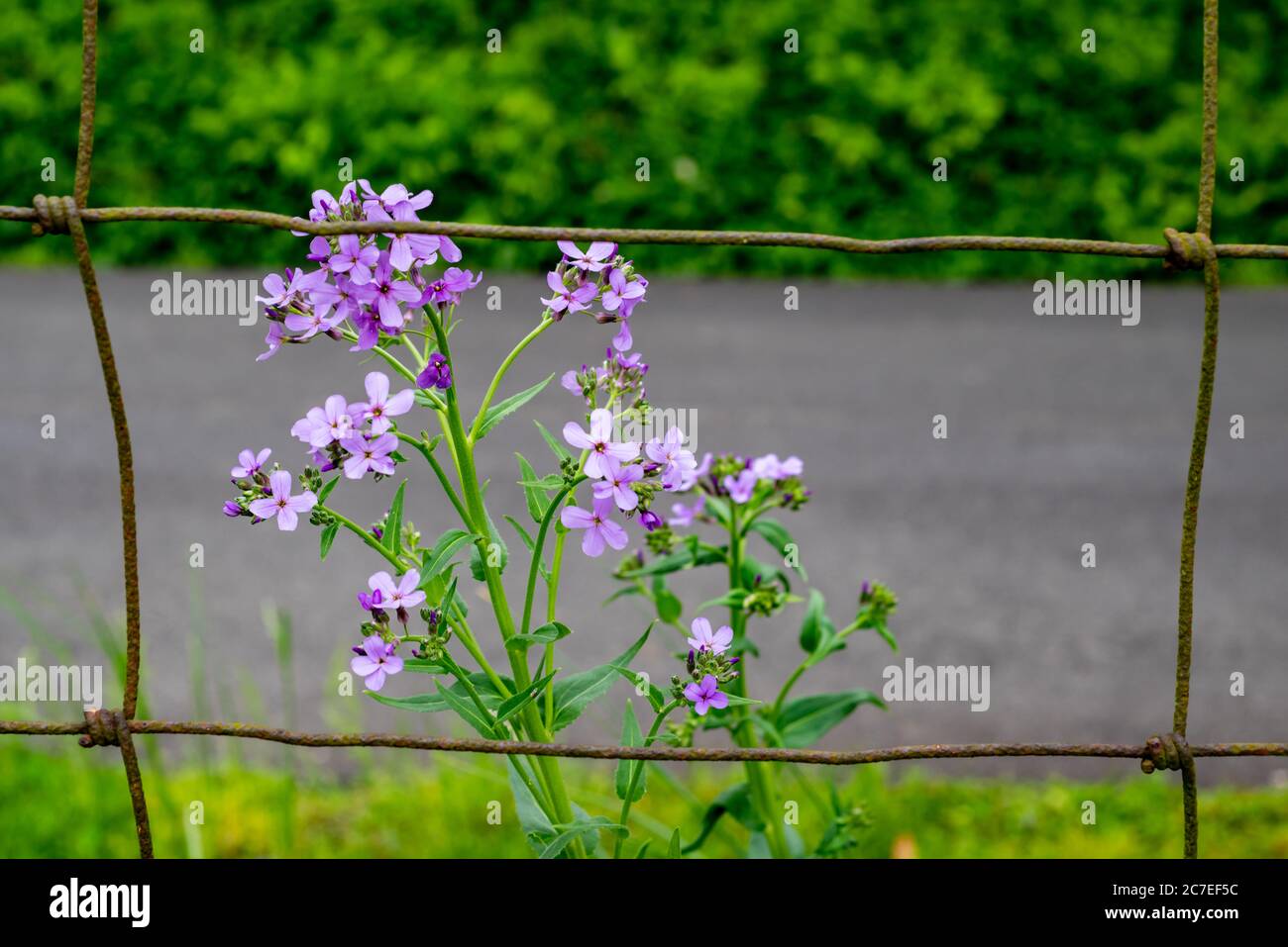 Phlox paniculata tall phlox in hi-res stock photography and images - Alamy