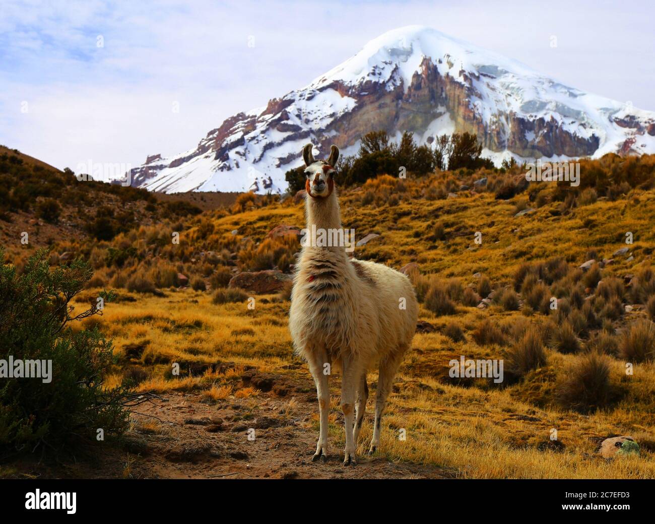 Sajama Park High Resolution Stock Photography and Images - Alamy