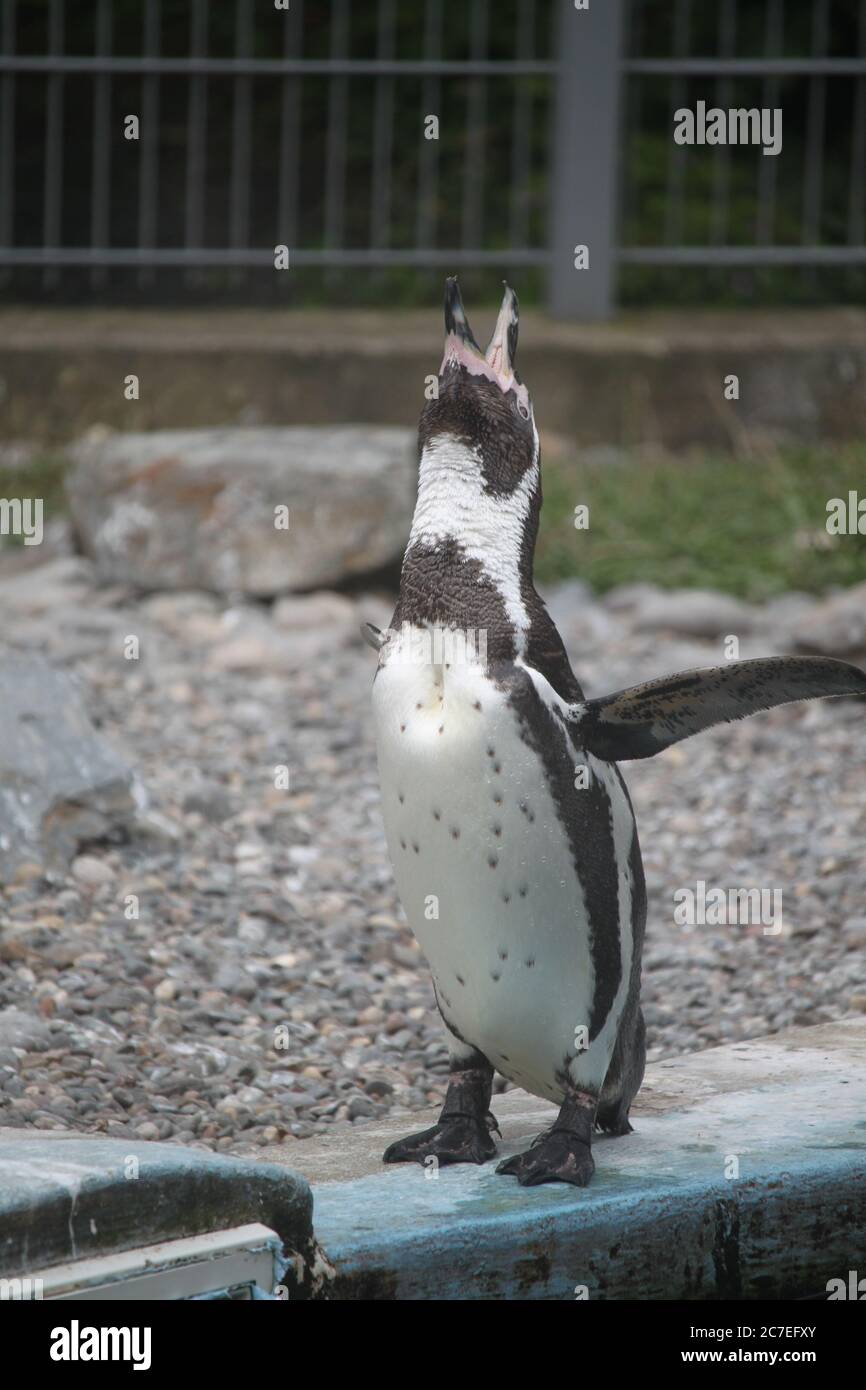 Penguin hooting at Curraghs wildlife park IoM Stock Photo - Alamy