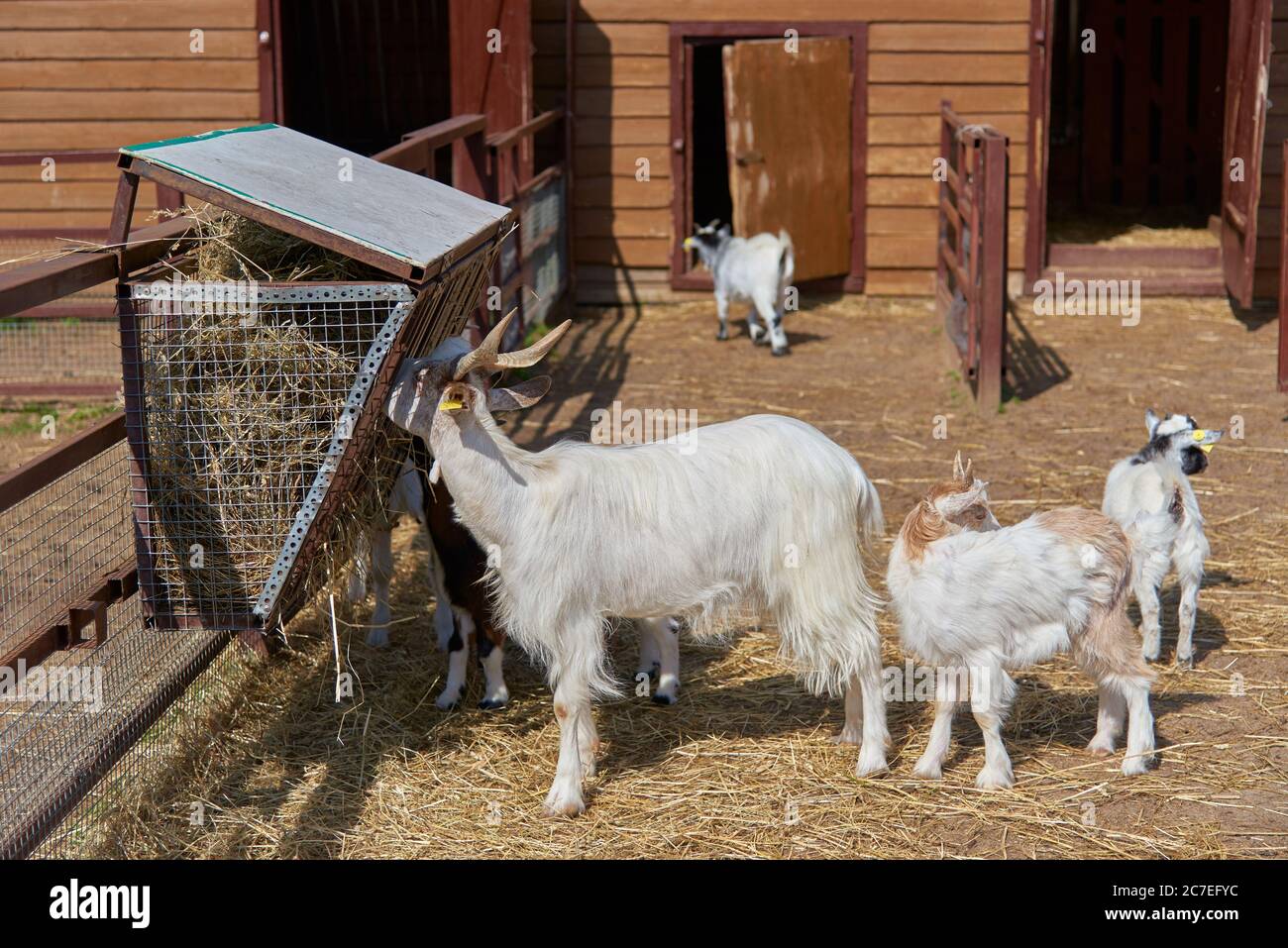 A goat with young goats in a paddock Stock Photo - Alamy