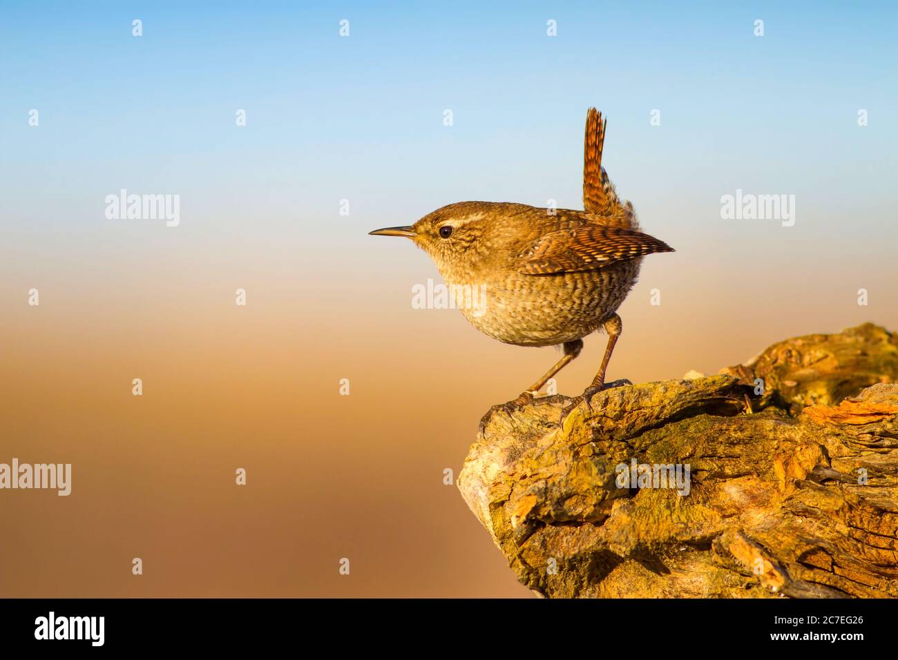 Cute little bird. Yellow nature background. Bird: Eurasian Wren ...