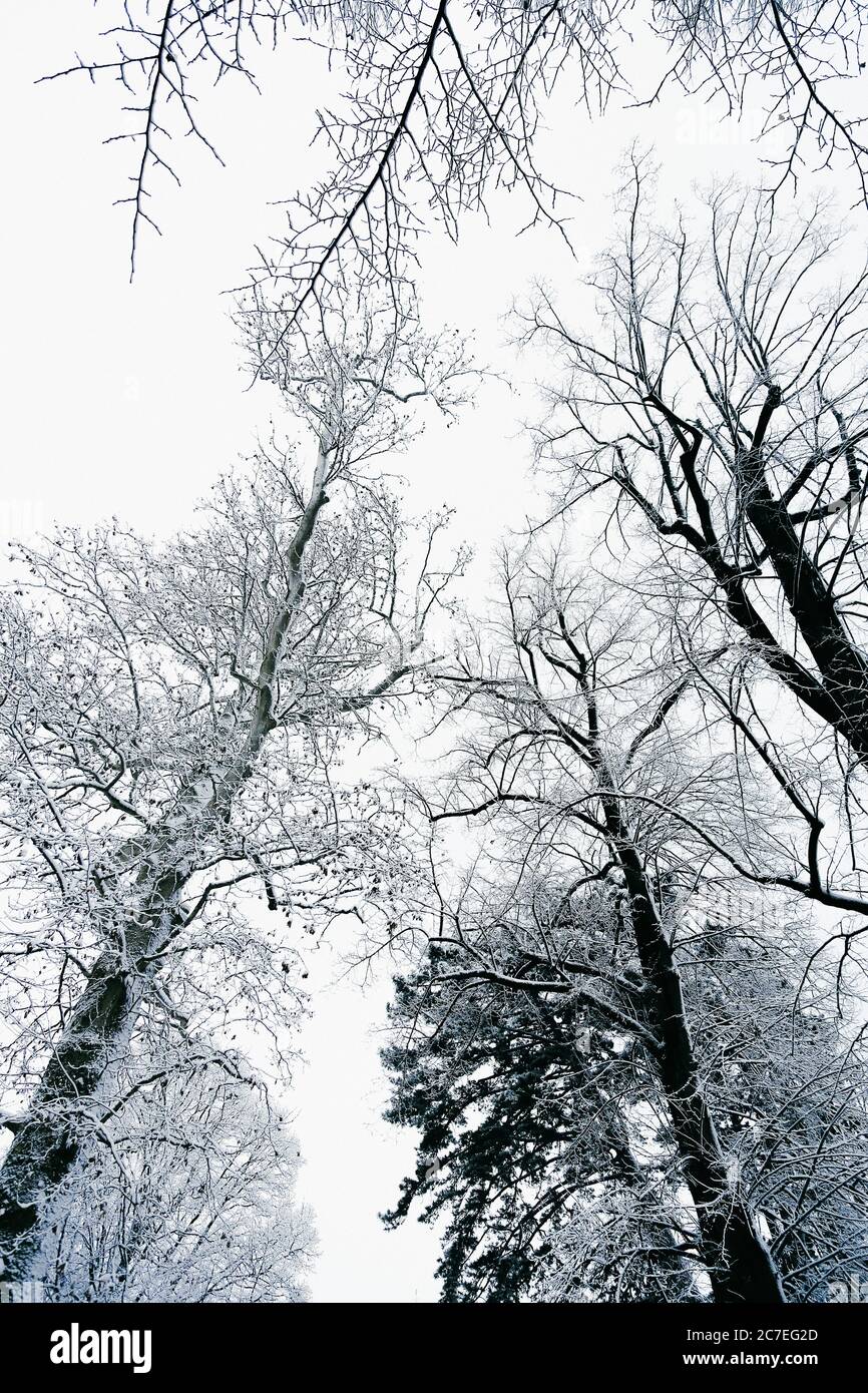 Vertical greyscale shot of beautiful trees covered in snow in a snowy ...