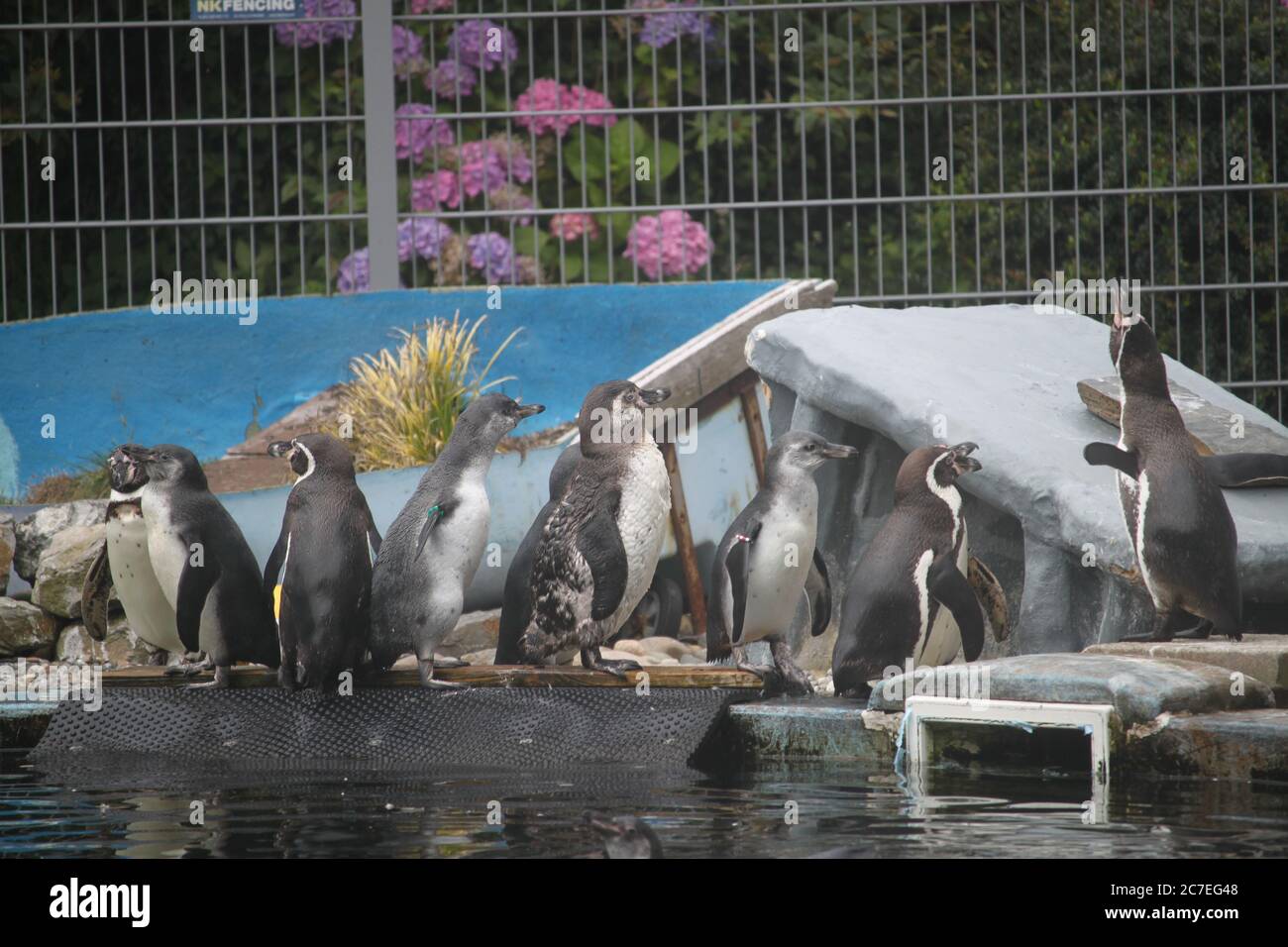 Huddle penguins hi-res stock photography and images - Alamy