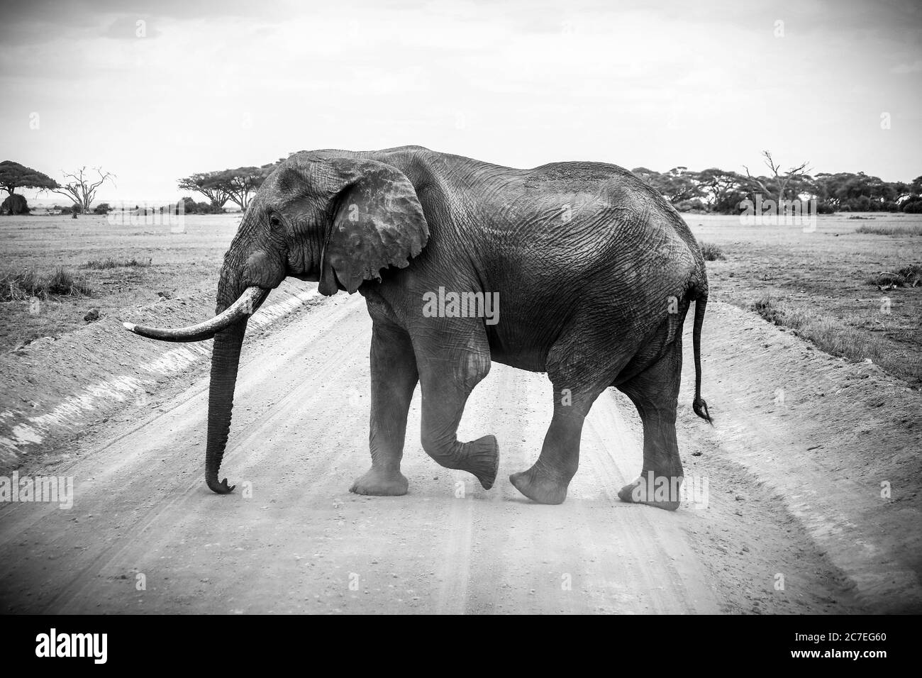 Beautiful greyscale shot of an elephant in the field - great for an ...