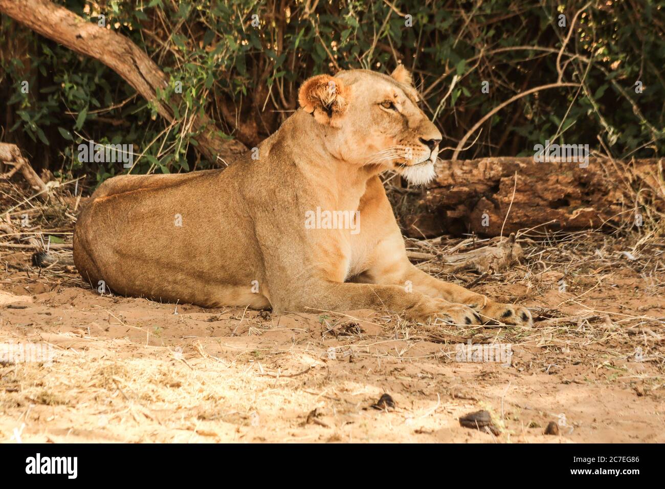 Lonely lion sitting in the forest taking a moment of relaxation during ...