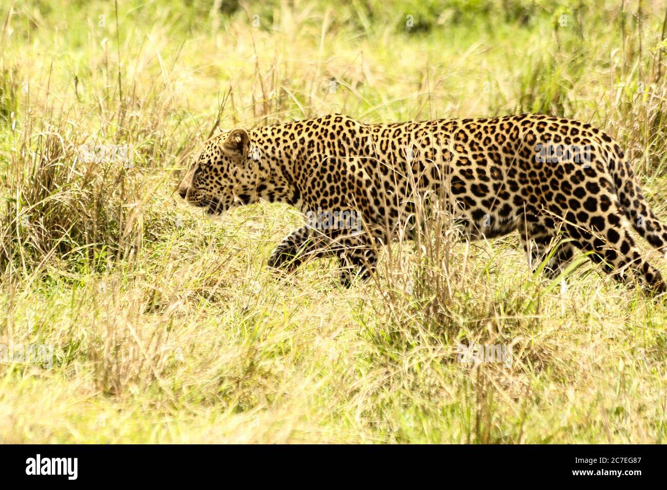 Cheetah hunting impala hi-res stock photography and images - Alamy