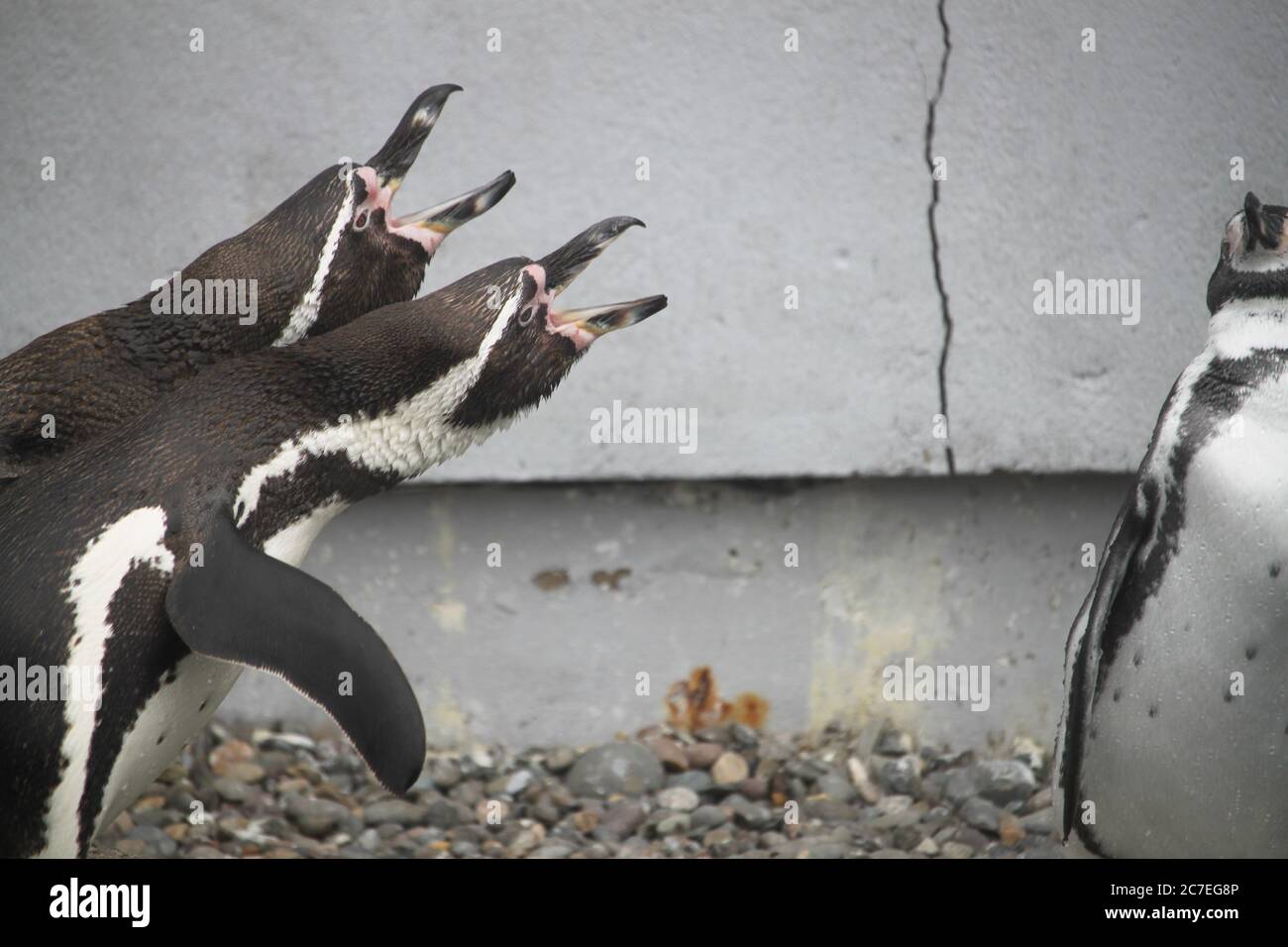 Curraghs hi-res stock photography and images - Alamy