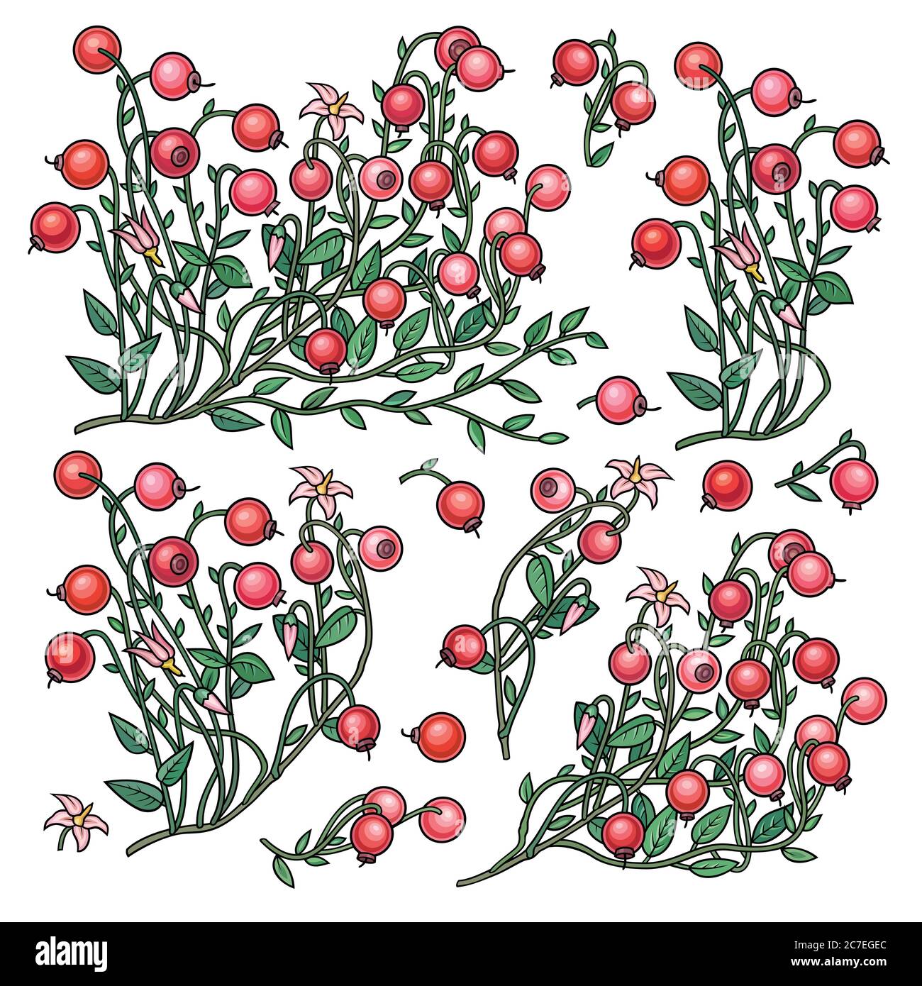 Hand drawn cranberry. Set of objects Stock Vector Image & Art - Alamy