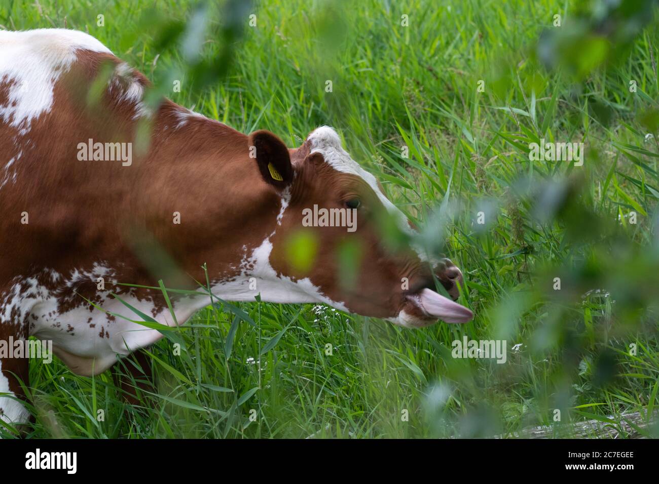 Cow posing hi-res stock photography and images - Alamy