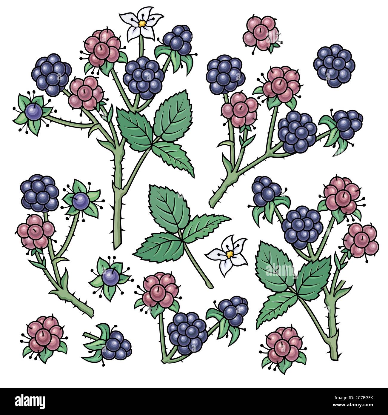 Hand drawn dewberry. Set of objects Stock Vector Image & Art - Alamy