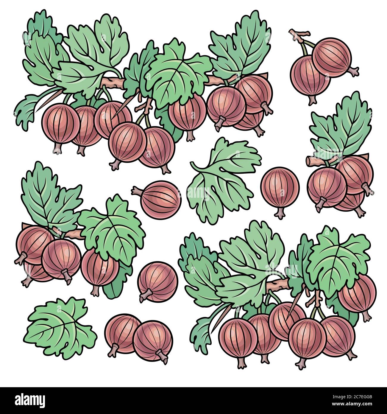 Hand drawn gooseberry. Set of objects Stock Vector Image & Art - Alamy