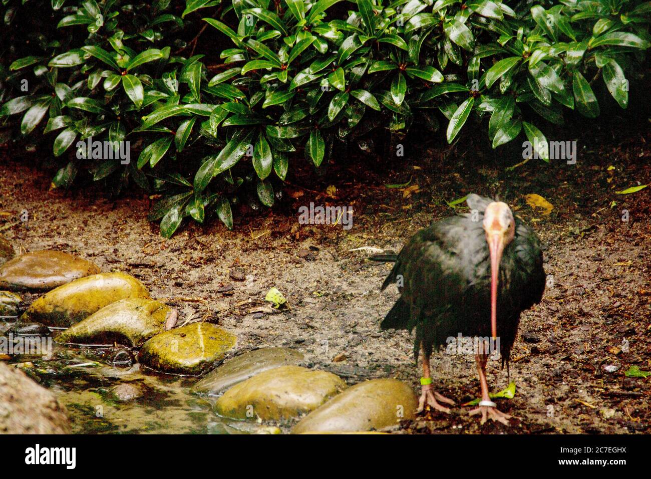 Geronticus eremita bird hi-res stock photography and images - Alamy