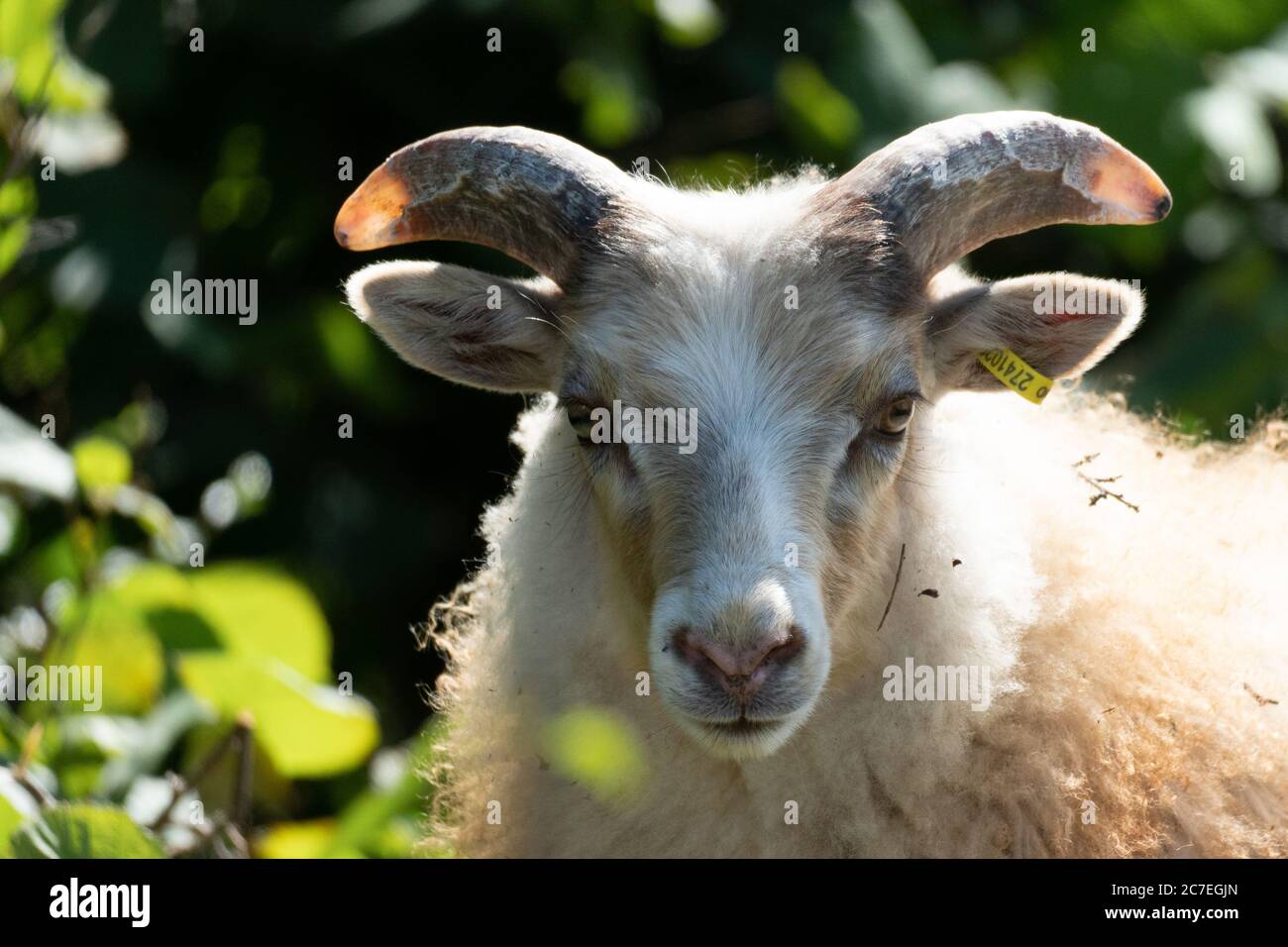 Sheep Posing High Resolution Stock Photography and Images - Alamy