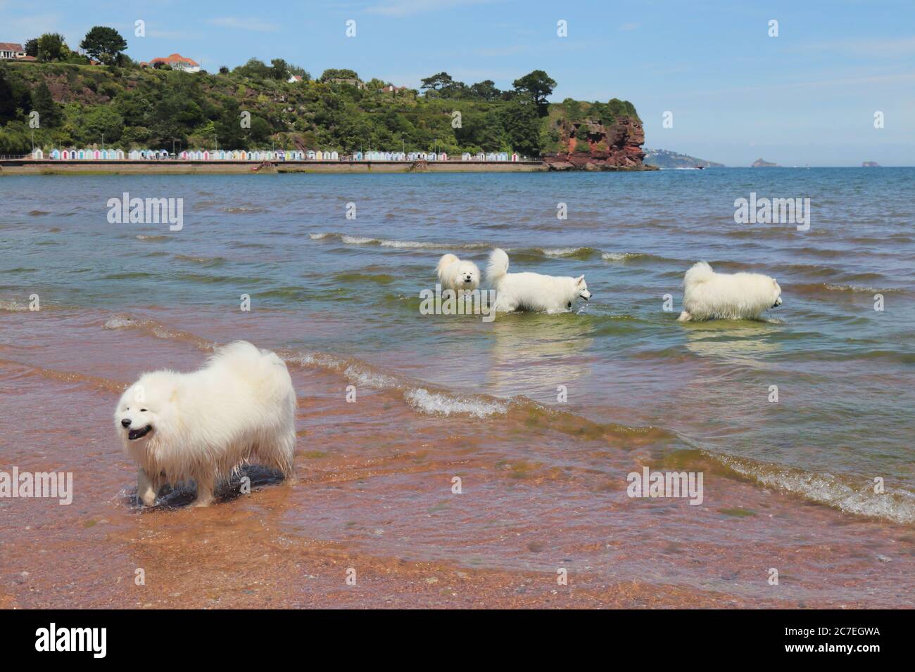 Samoyed hi-res stock photography and images - Alamy