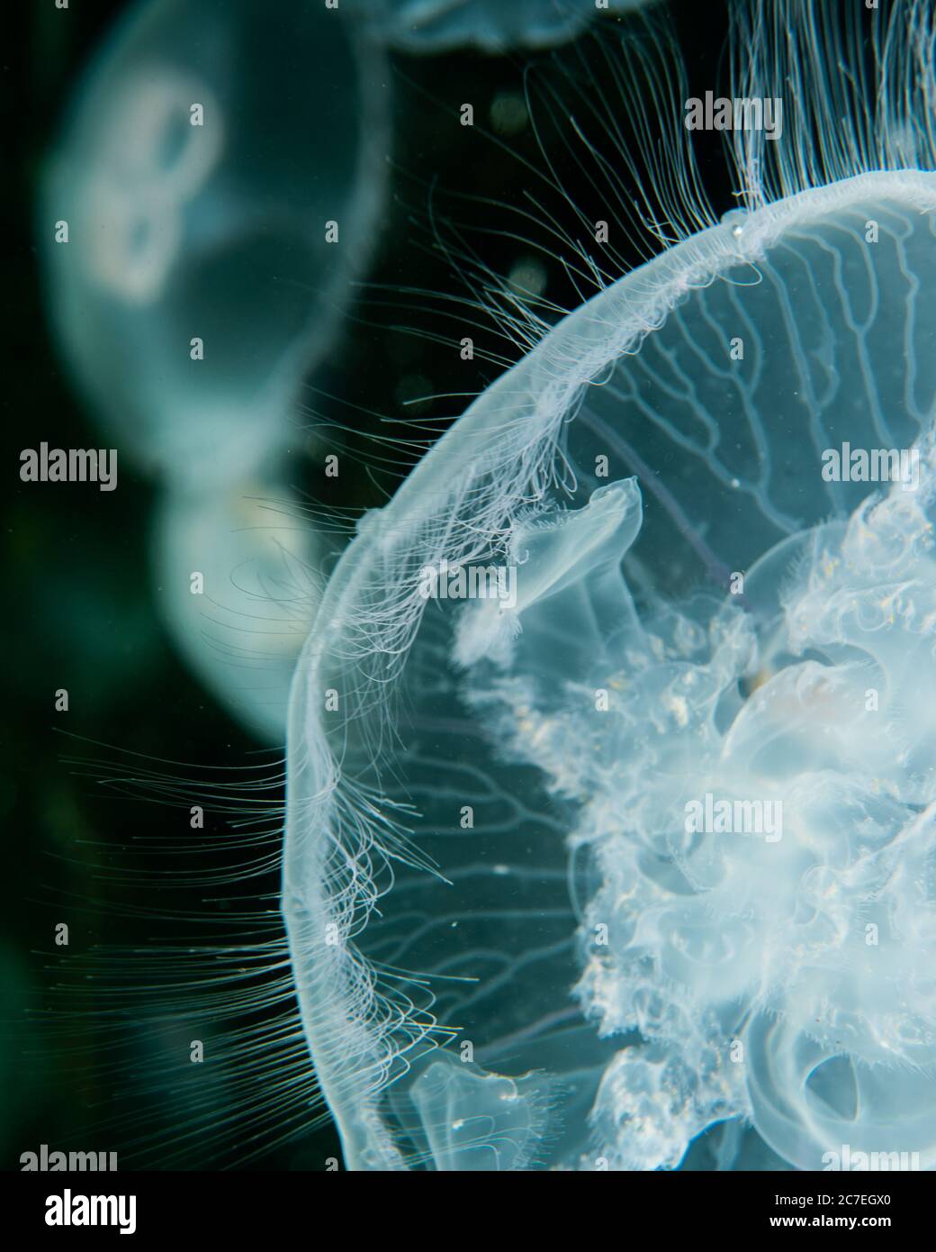 Deep star jellyfish hi-res stock photography and images - Alamy