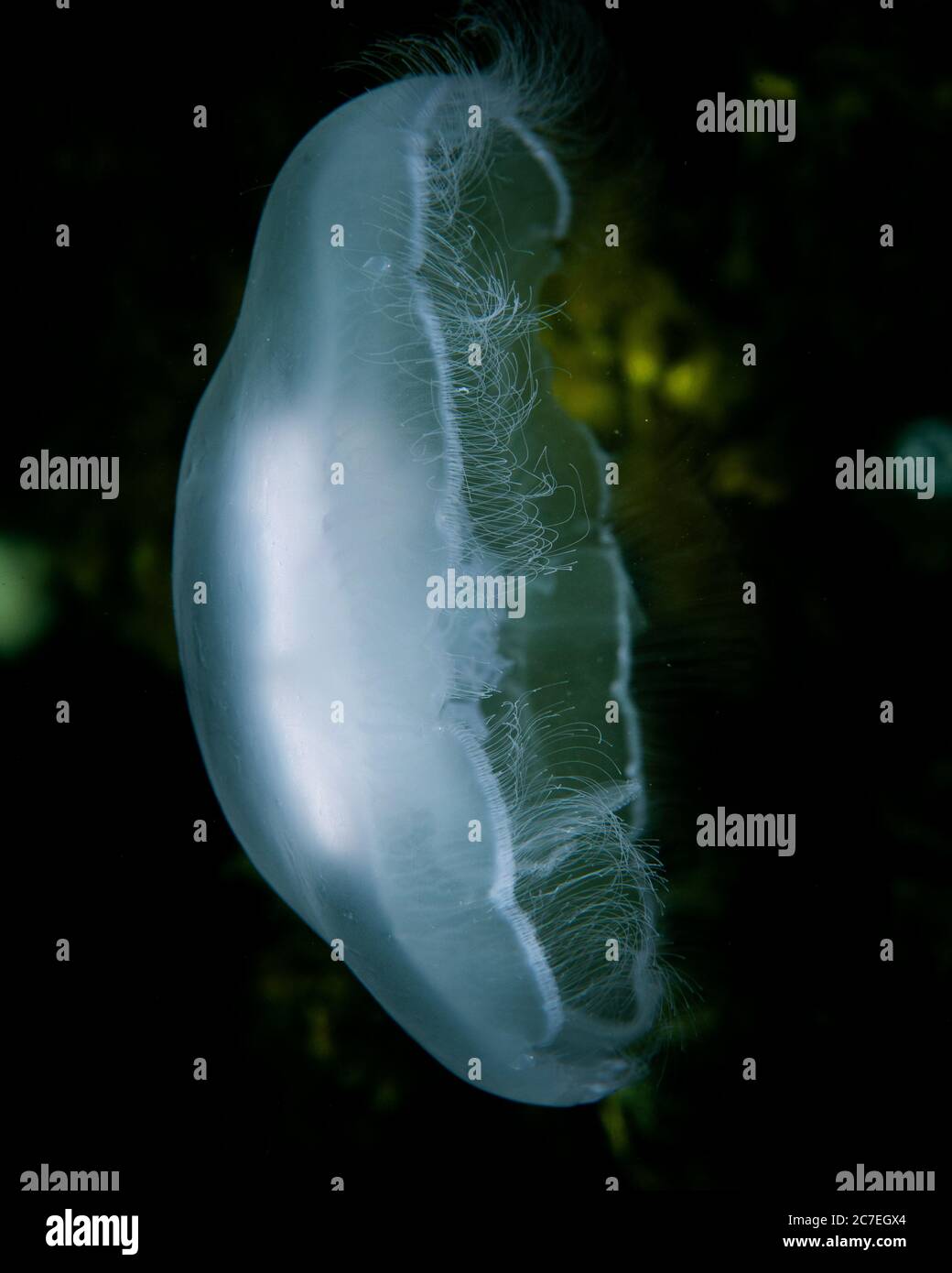 Deep star jellyfish hi-res stock photography and images - Alamy