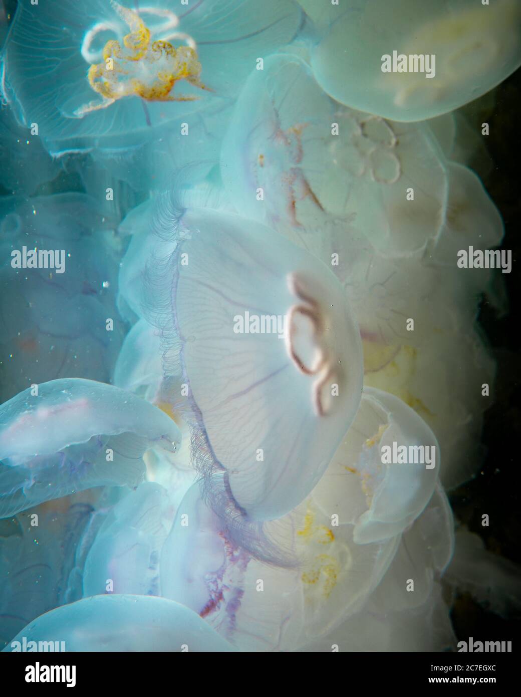 Deep Star Jellyfish High Resolution Stock Photography and Images - Alamy