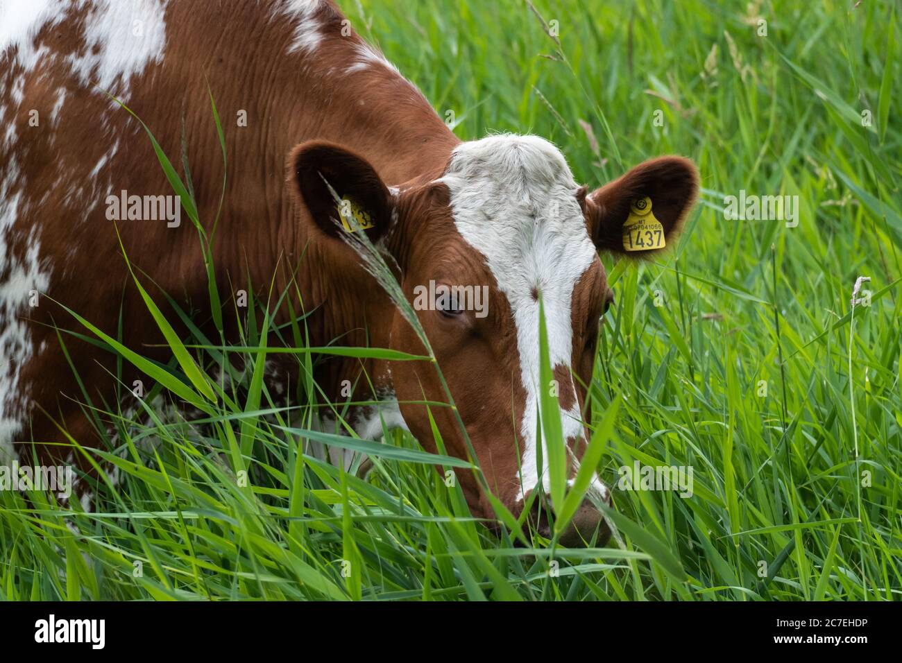 Cow posing hi-res stock photography and images - Alamy