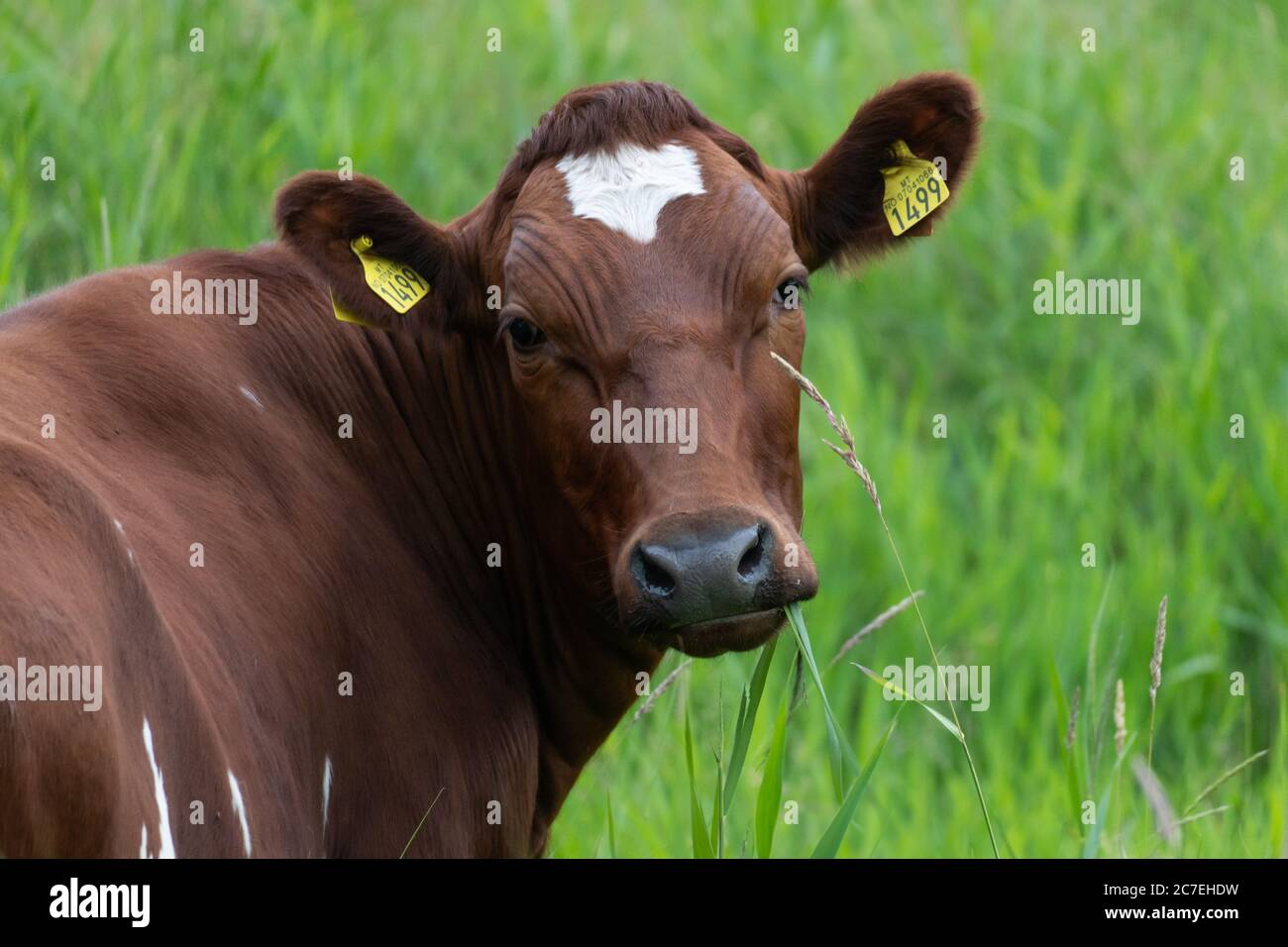 Cow posing hi-res stock photography and images - Alamy