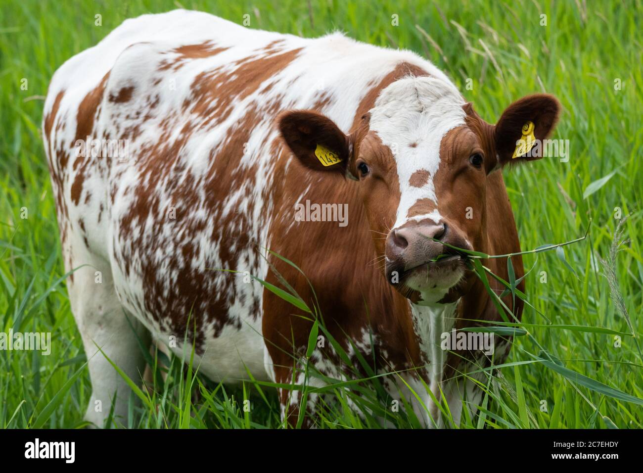 Cow posing hi-res stock photography and images - Alamy