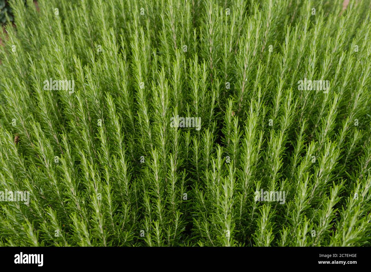 The wild rosemary hi-res stock photography and images - Alamy