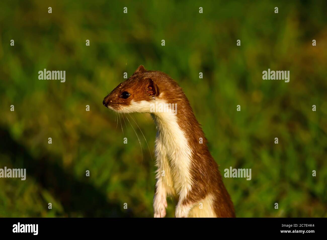 Wild animal Least Weasel. Green nature background Stock Photo - Alamy