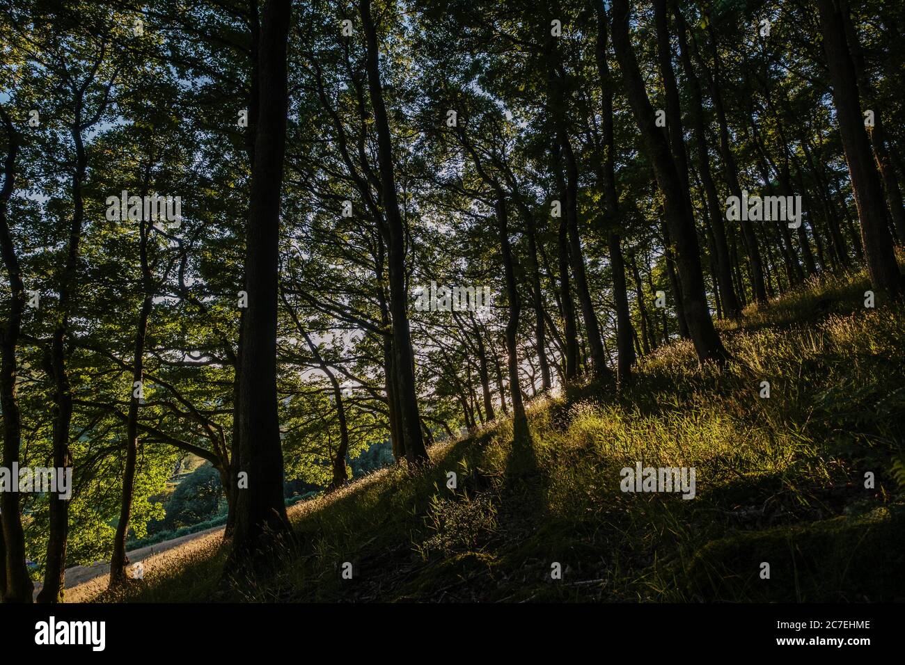 Woodlands forest hi-res stock photography and images - Alamy