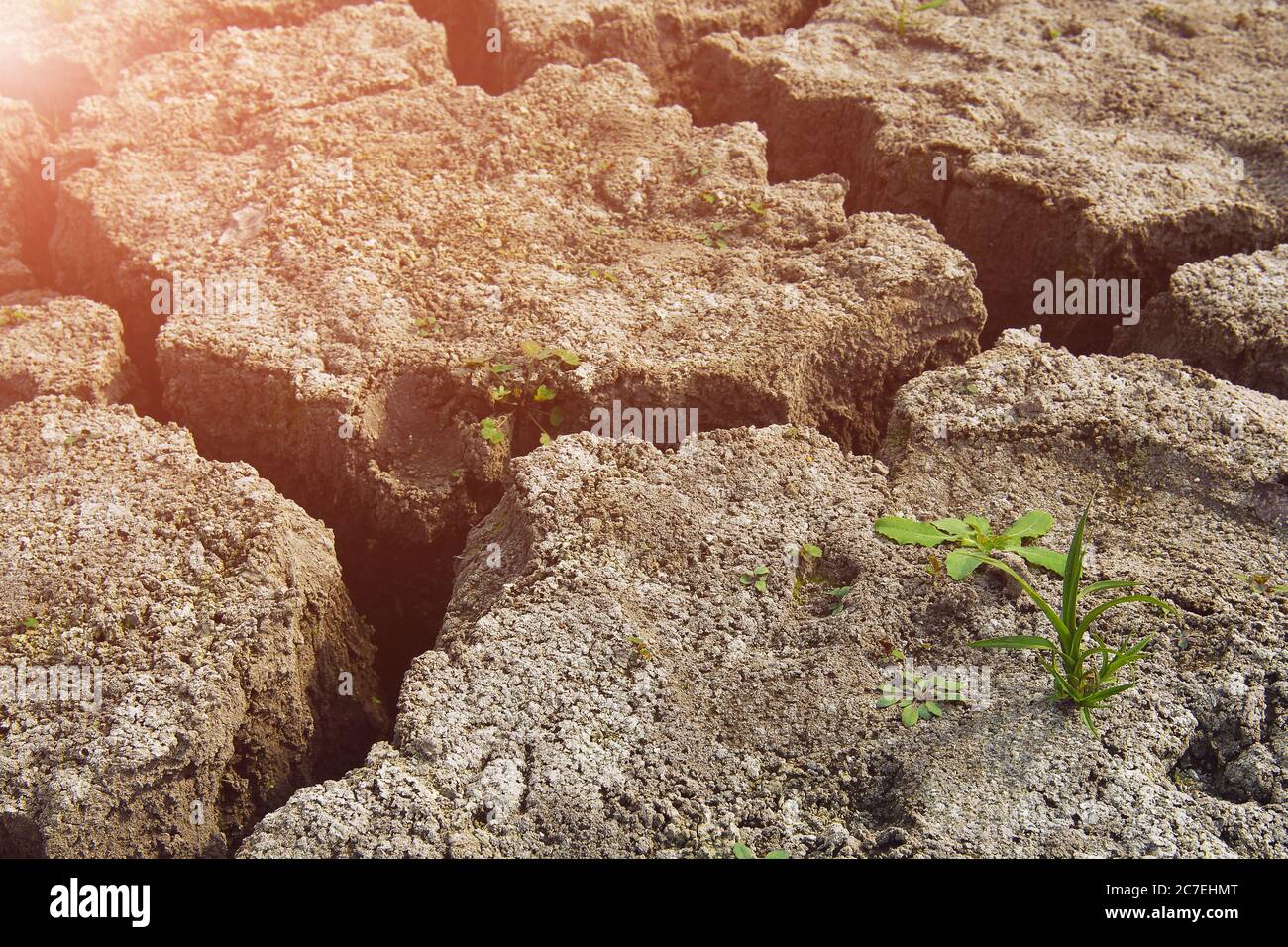 soil and grass during drought cracks in the land of drought. New life ...