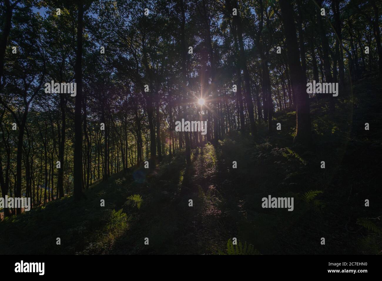 Welsh nature wildlife hi-res stock photography and images - Alamy