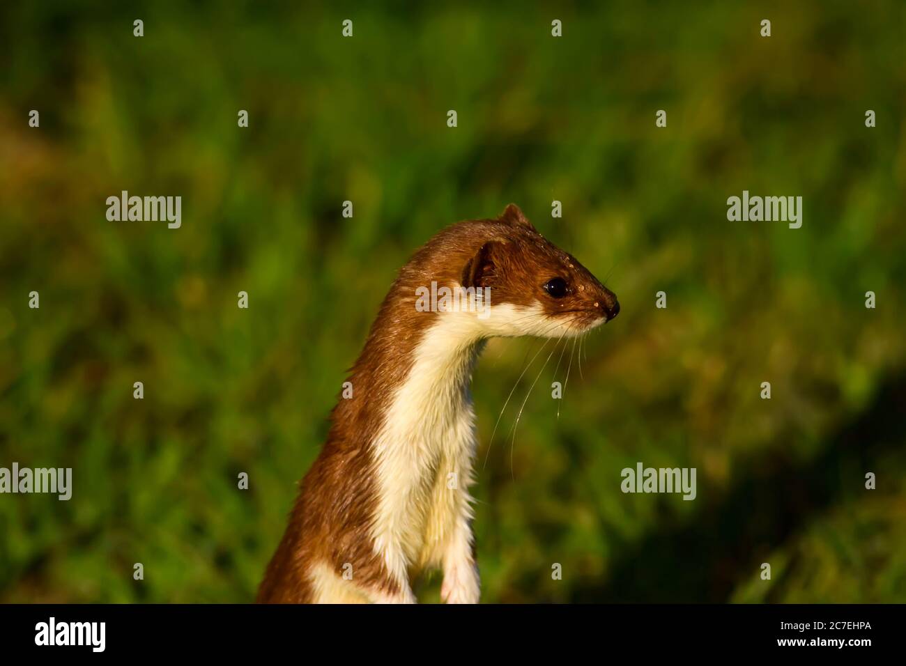 Pet Least Weasel