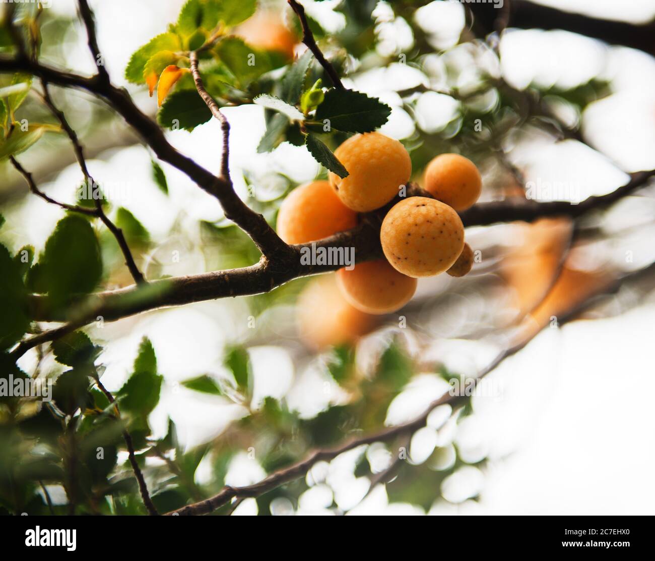 Darwins fungus hi-res stock photography and images - Alamy