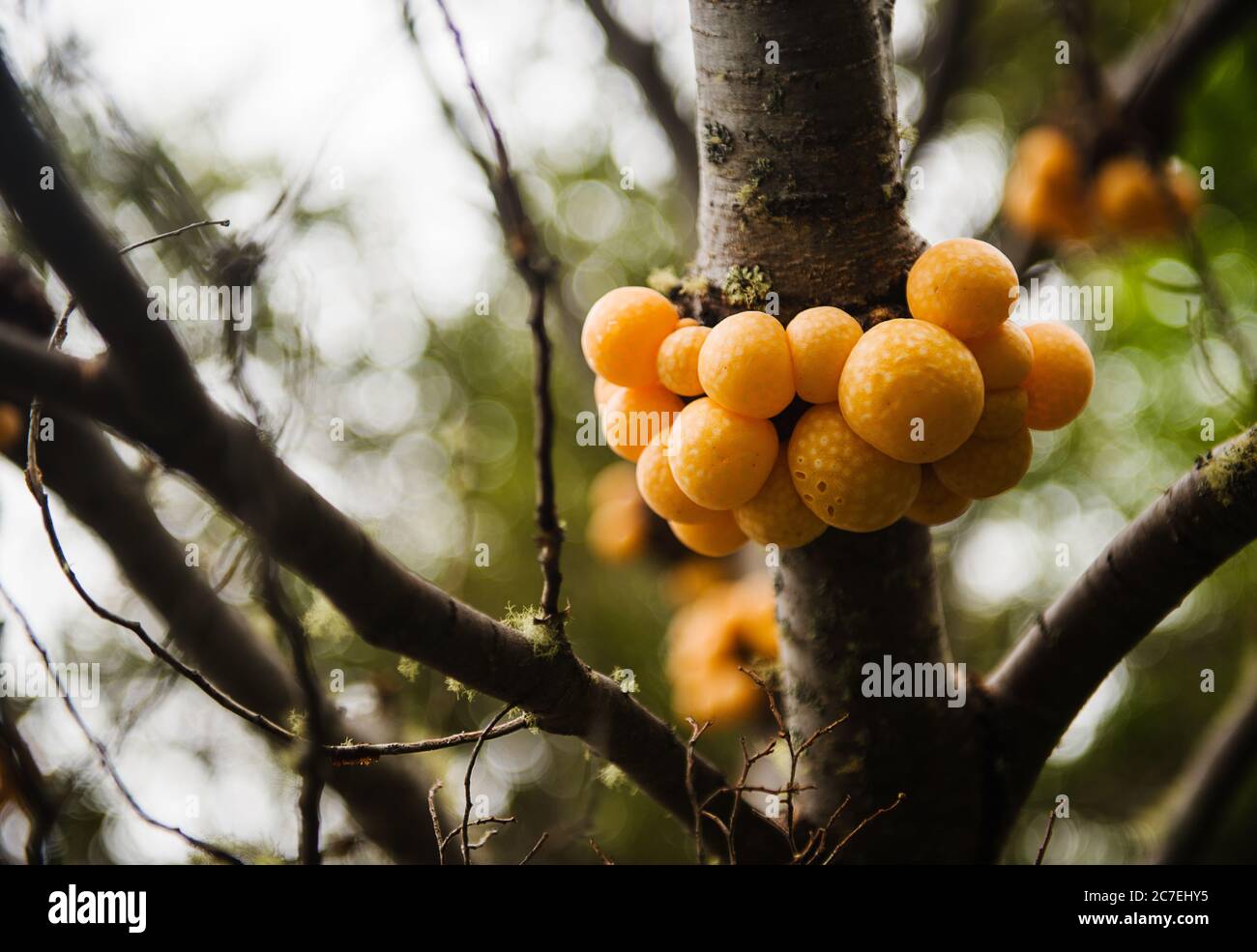 Detail of Cyttaria darwinii aka Darwins fungus in Tierra del Fuego ...