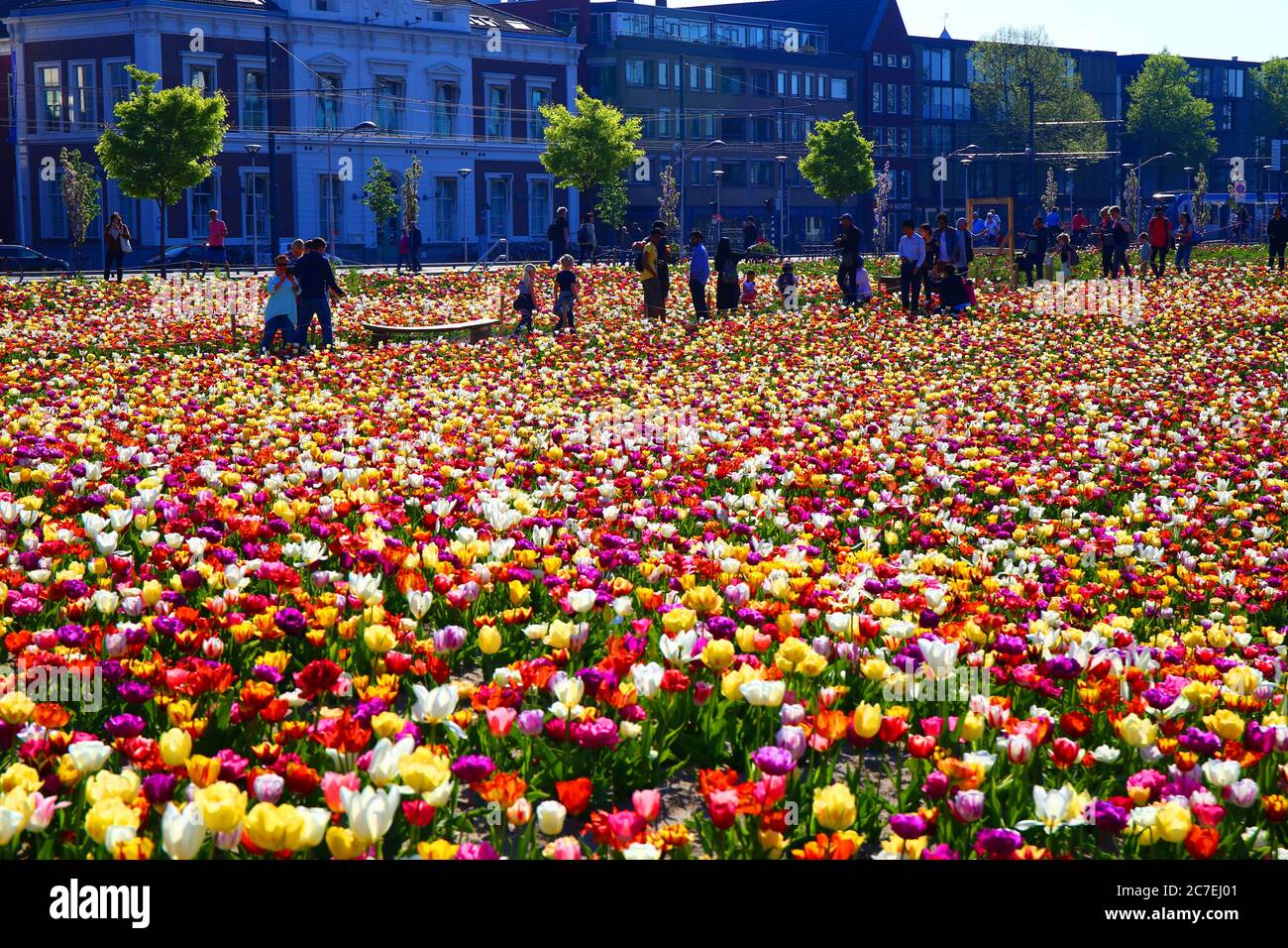 Beautiful spring tulips Stock Photo - Alamy