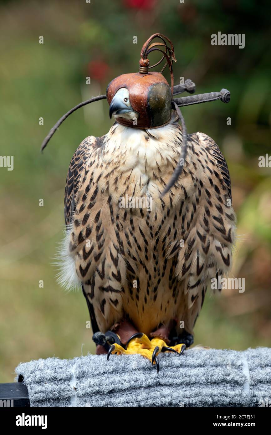 Captive male Shaheen falcon (Falco peregrinus babylonicus Stock Photo ...