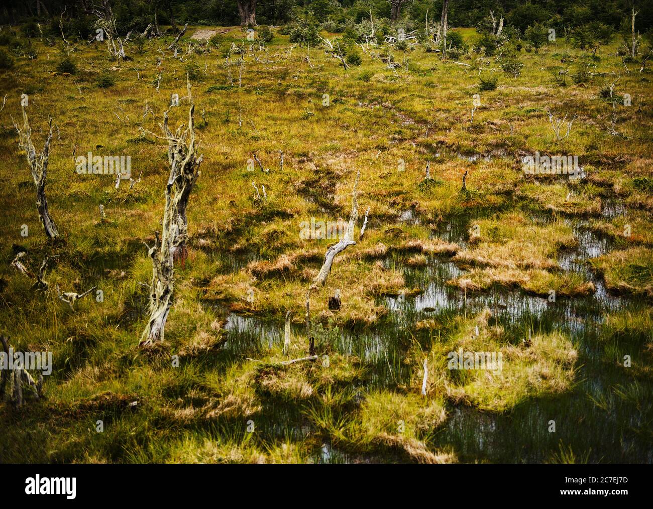 Swamp in Tierra del Fuego National Park, Ushuaia, Argentina, Patagonia ...