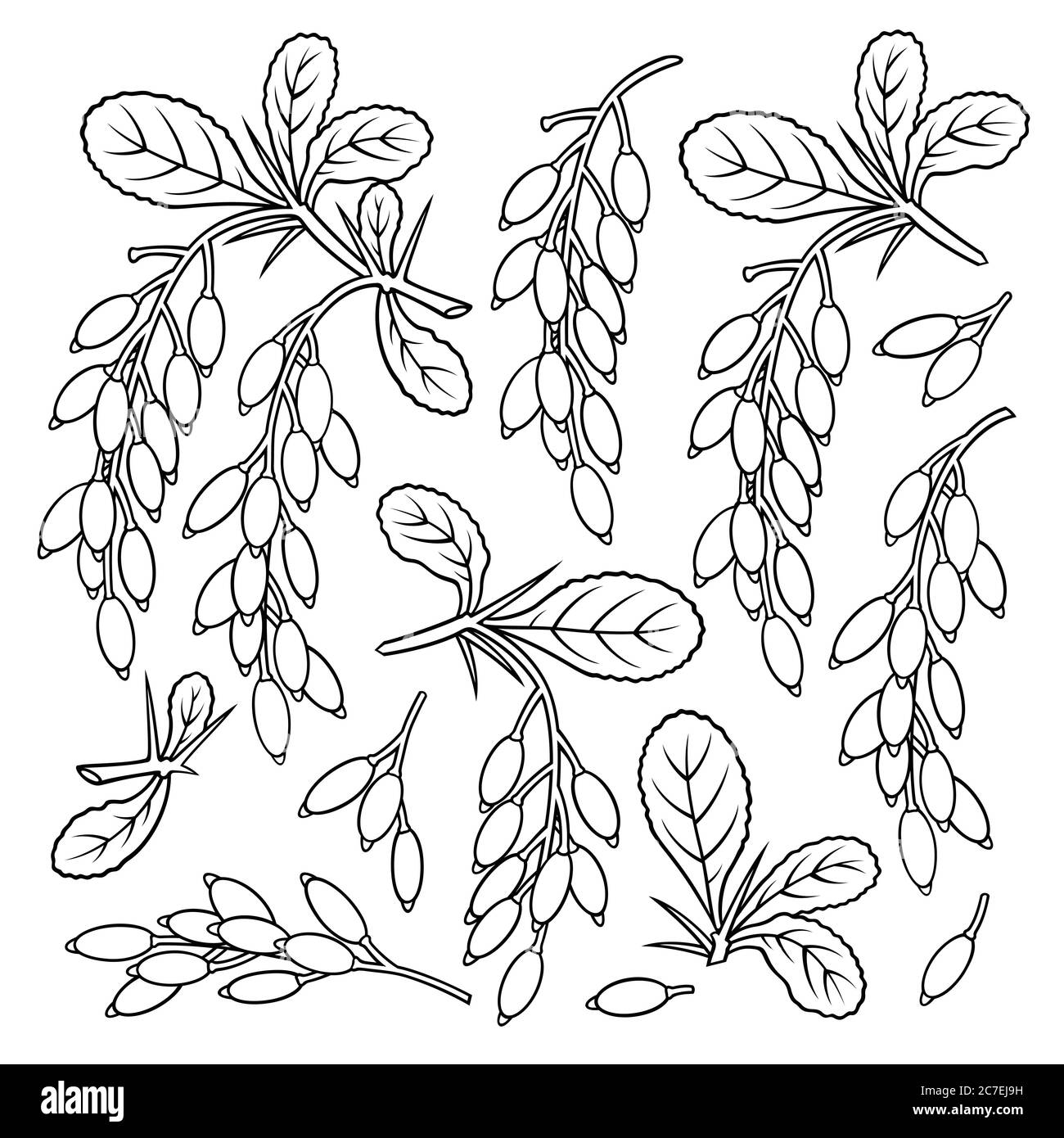 Hand drawn barberry. Set of objects Stock Vector Image & Art - Alamy