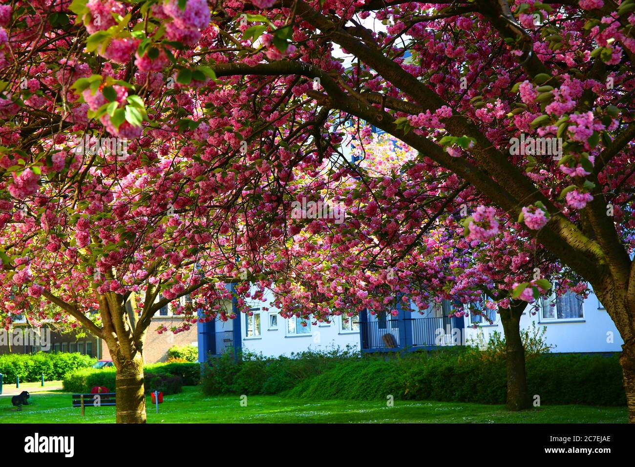 Spring flowers tree hi-res stock photography and images - Alamy