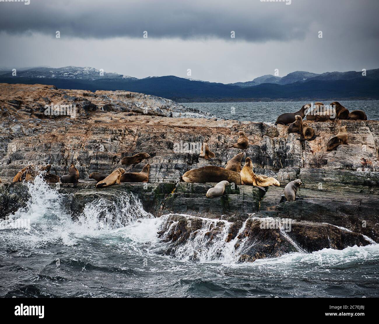 Island of sea lions in the Beagle Channel, Tierra del Fuego, Argentina ...