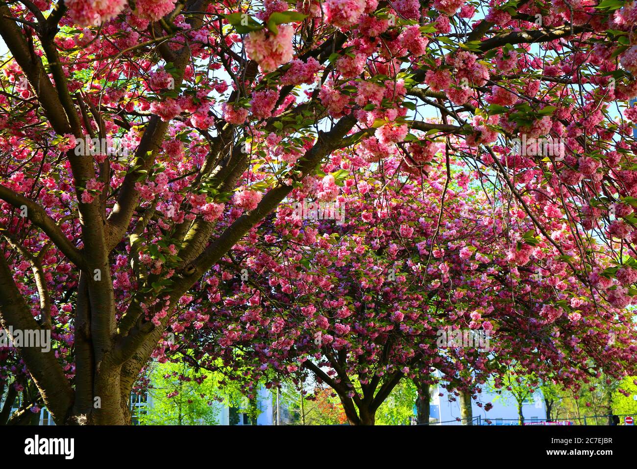 Beautiful blossoming tree flowers hi-res stock photography and images ...