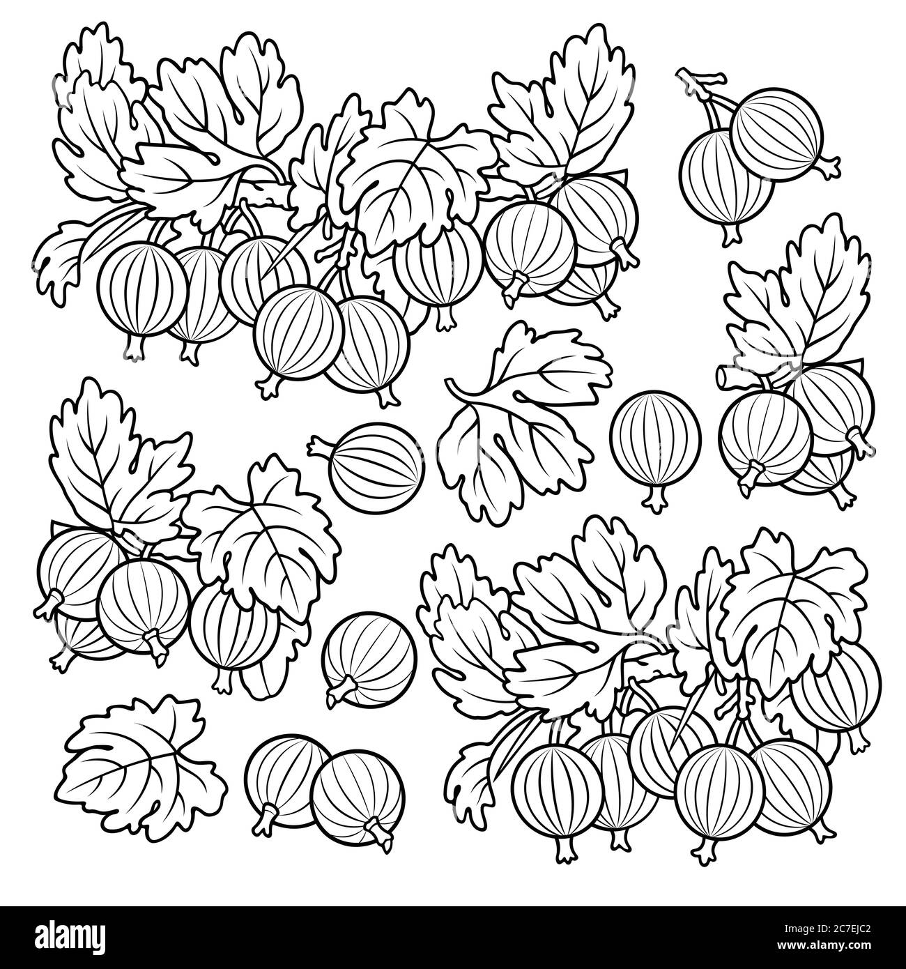 Hand drawn gooseberry. Set of objects Stock Vector Image & Art - Alamy