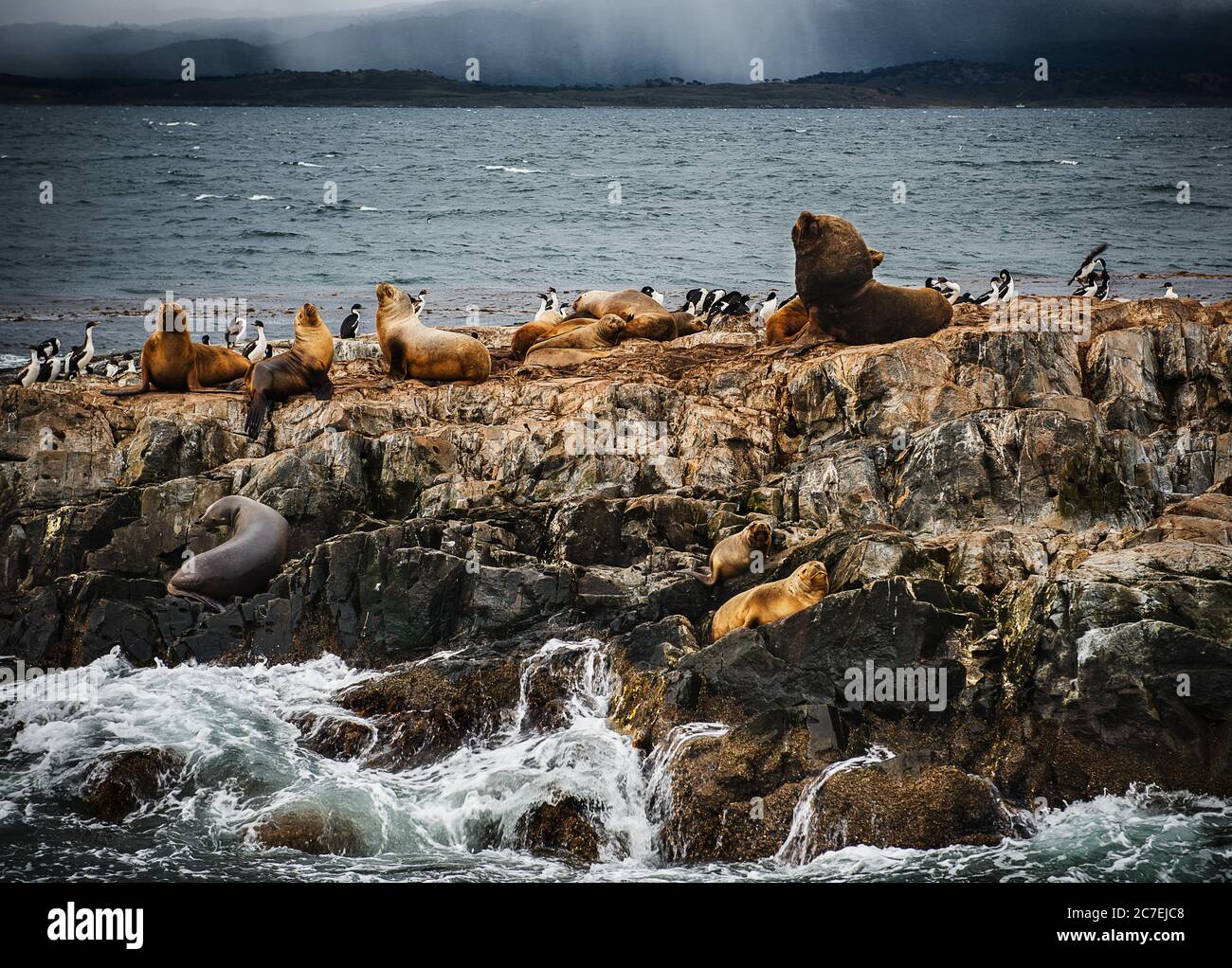 Island of sea lions in the Beagle Channel, Tierra del Fuego, Argentina ...