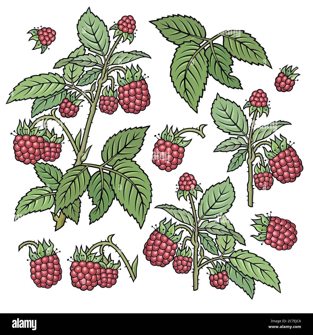 Hand drawn raspberries. Set of objects Stock Vector Image & Art - Alamy