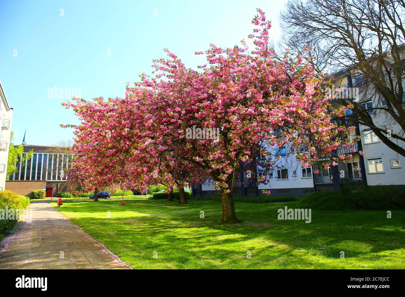 Beautiful blossoming tree flowers hi-res stock photography and images ...