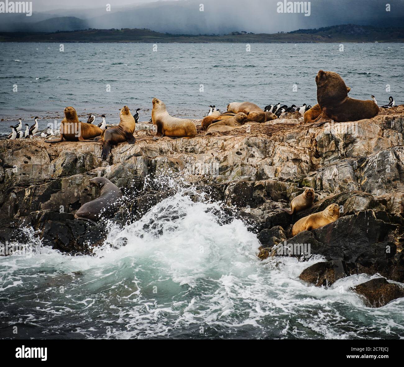Island of sea lions in the Beagle Channel, Tierra del Fuego, Argentina ...