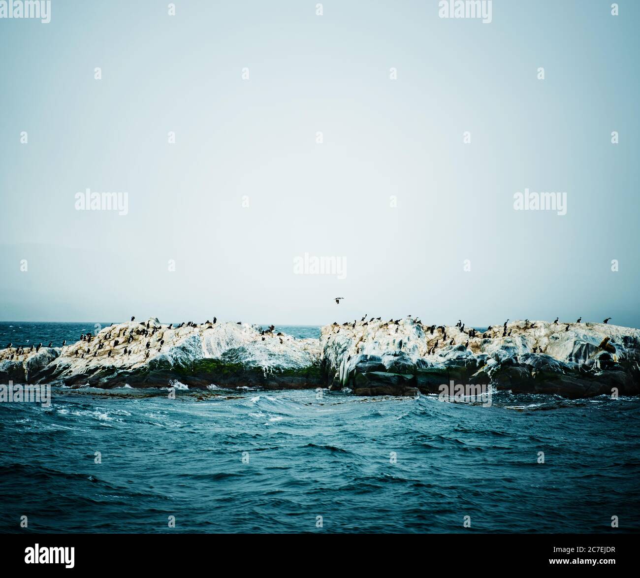 Island of Arctic birds in the Beagle Channel, Ushuaia, Argentina ...