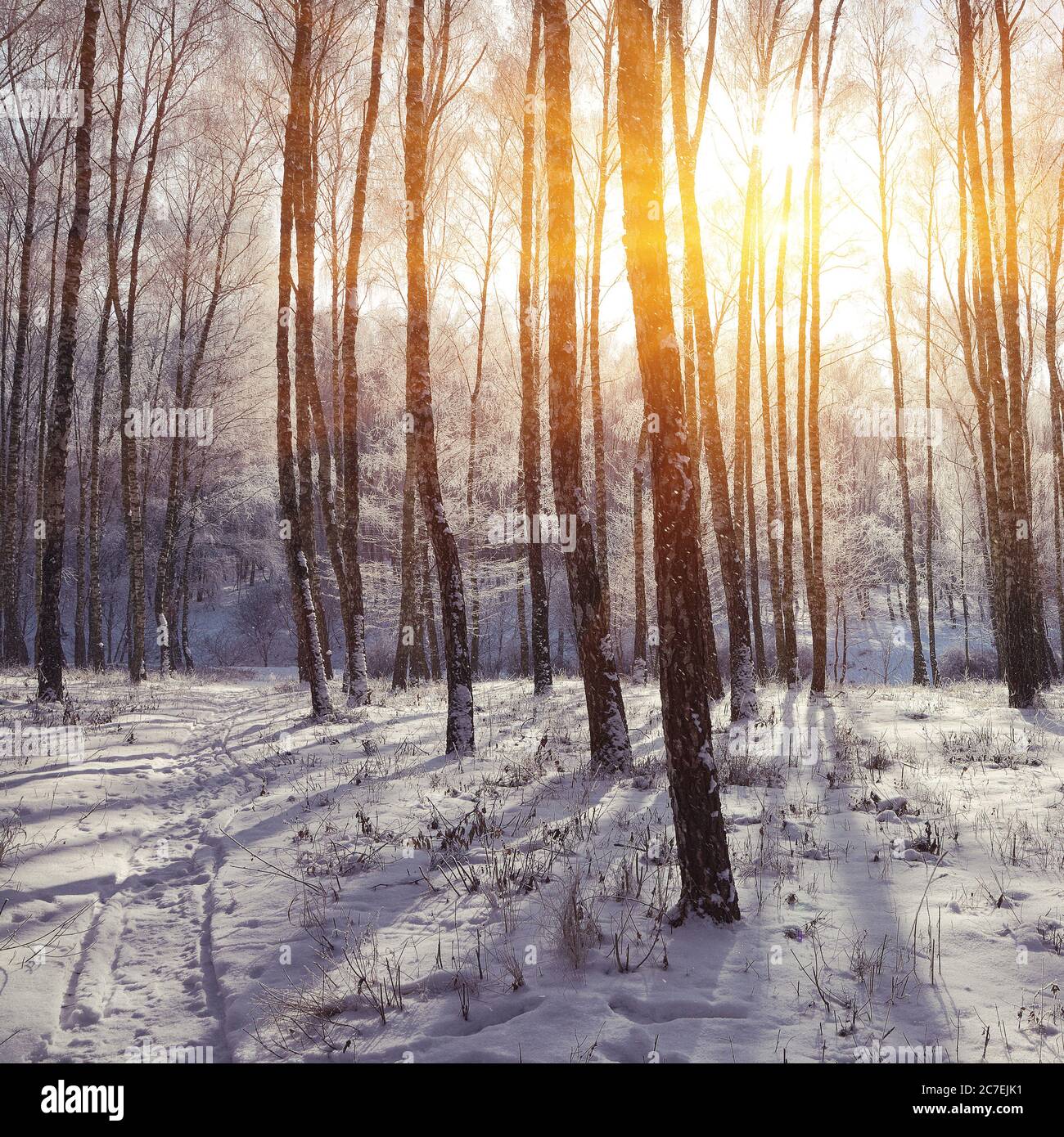 Beautiful winter sunset with trees in the snow. twilight Stock Photo ...