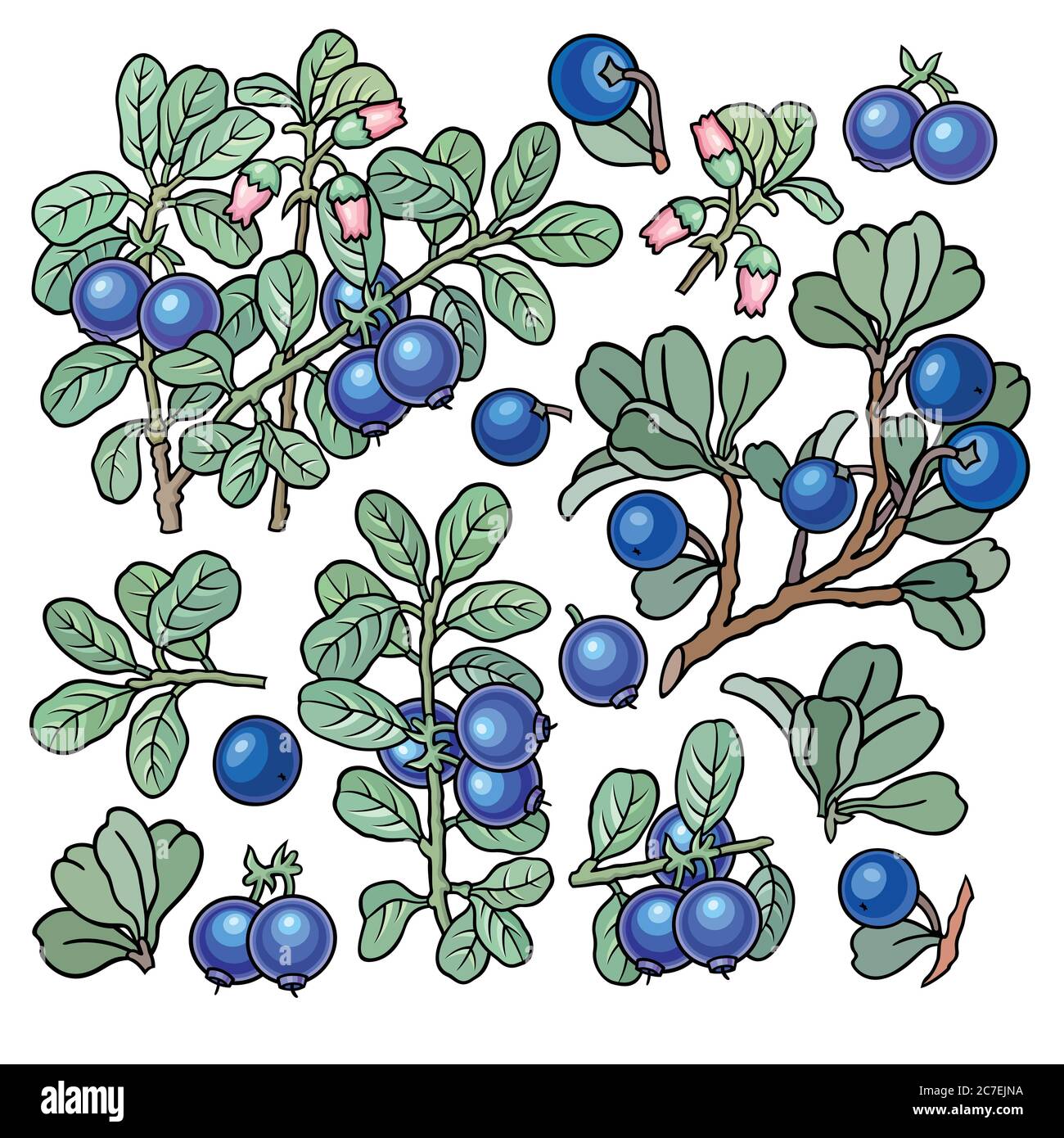 Hand drawn blueberry. Set of objects Stock Vector Image & Art - Alamy