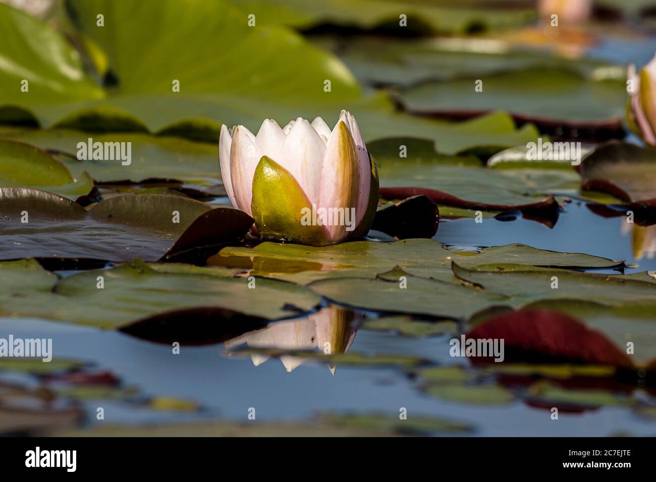 A single water lily among the lilypads in north Idaho Stock Photo - Alamy